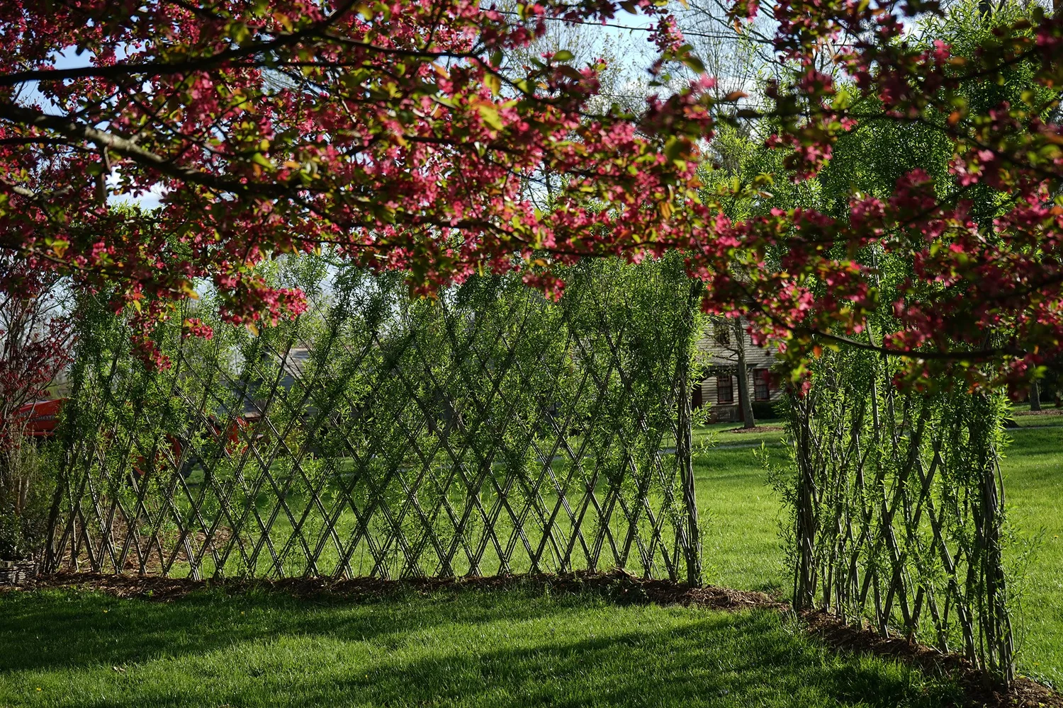 Living Willow Portfolio | Discover Sustainable Willow Solutions — Get ...