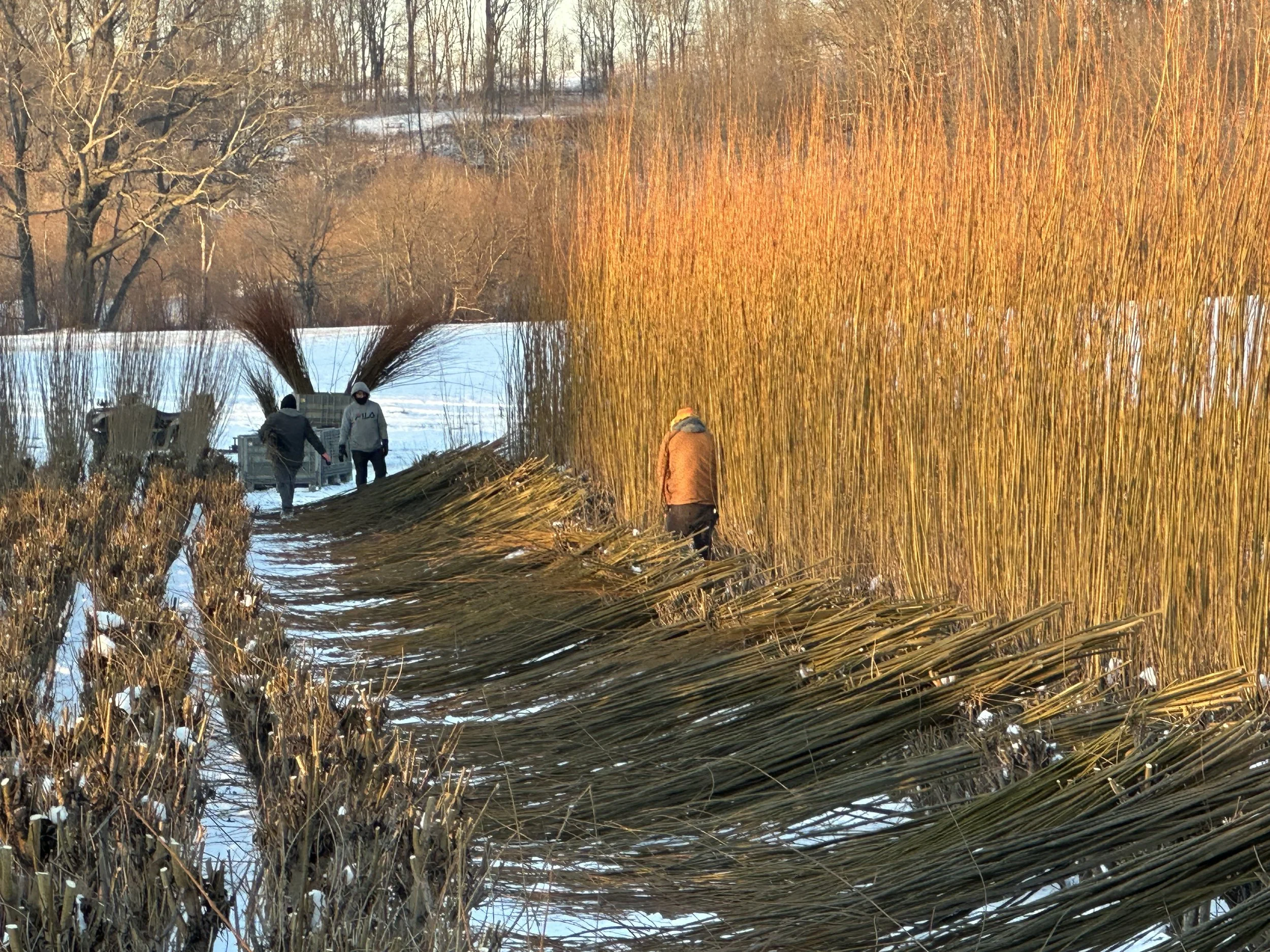 Living Willow 3' Cuttings — LIVING WILLOW FARM