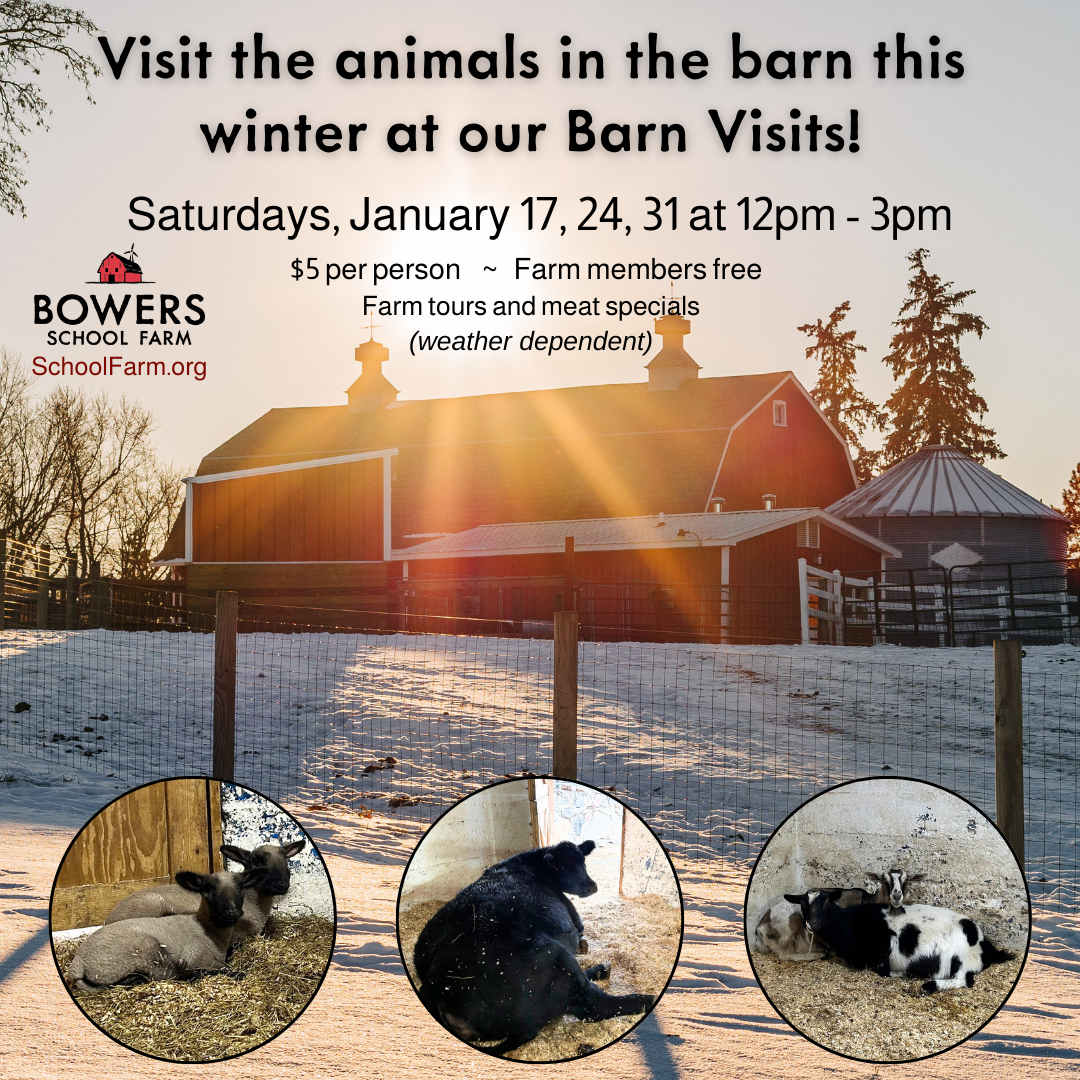 Barn Visit & Tours — Bowers Farm