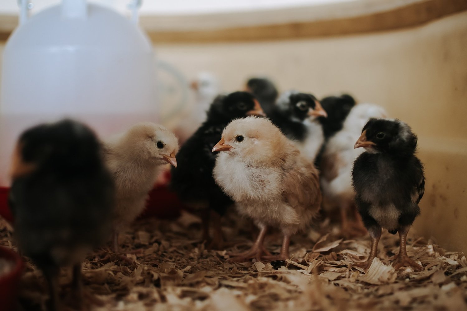 Open Visit — Bowers Farm