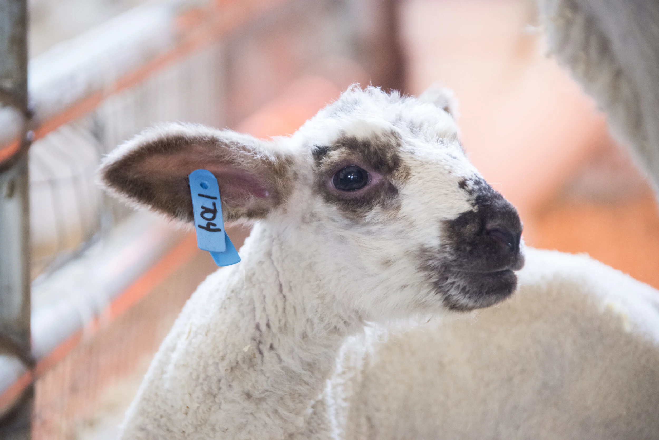 About — Bowers Farm