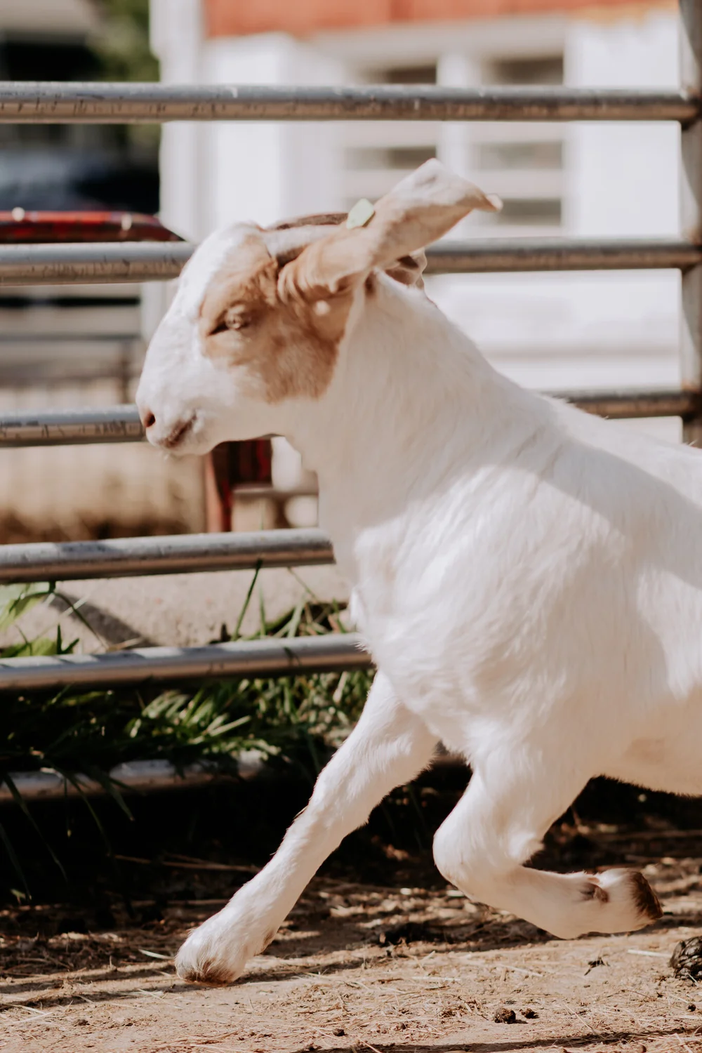 Open Visit — Bowers Farm