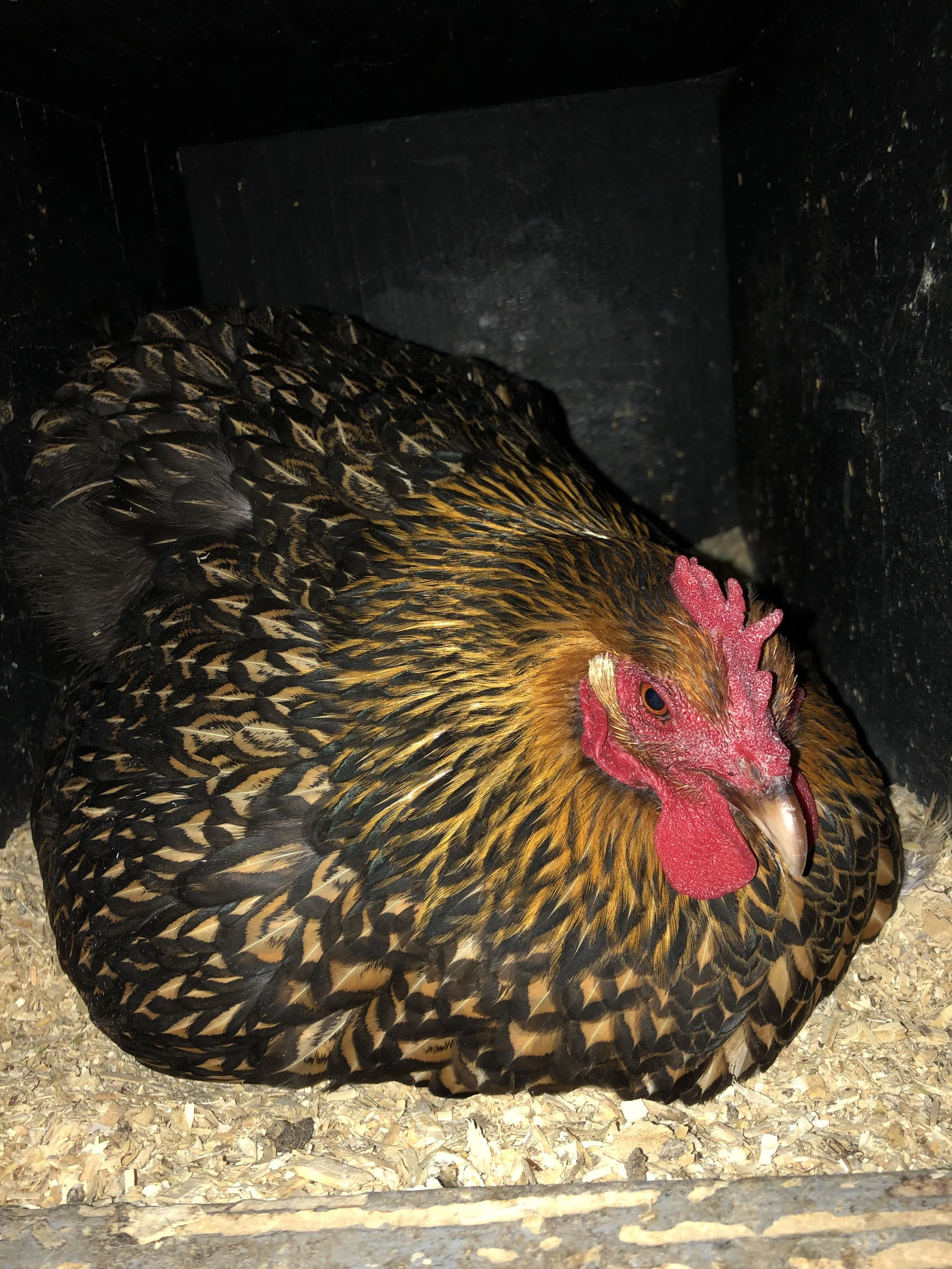 Current Events — Bowers Farm