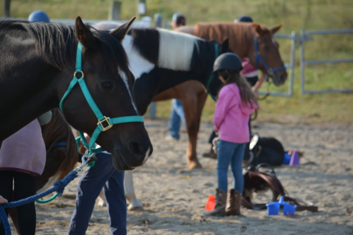 Equine Programs — Bowers Farm