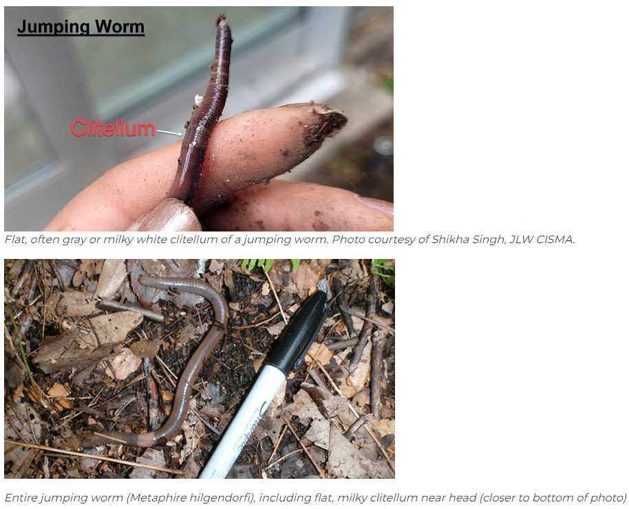 Worms and Soil Health — Bowers Farm