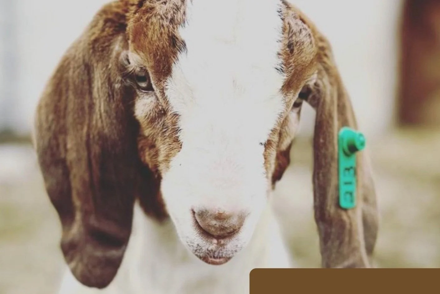 Winter Birth Celebration — Bowers Farm