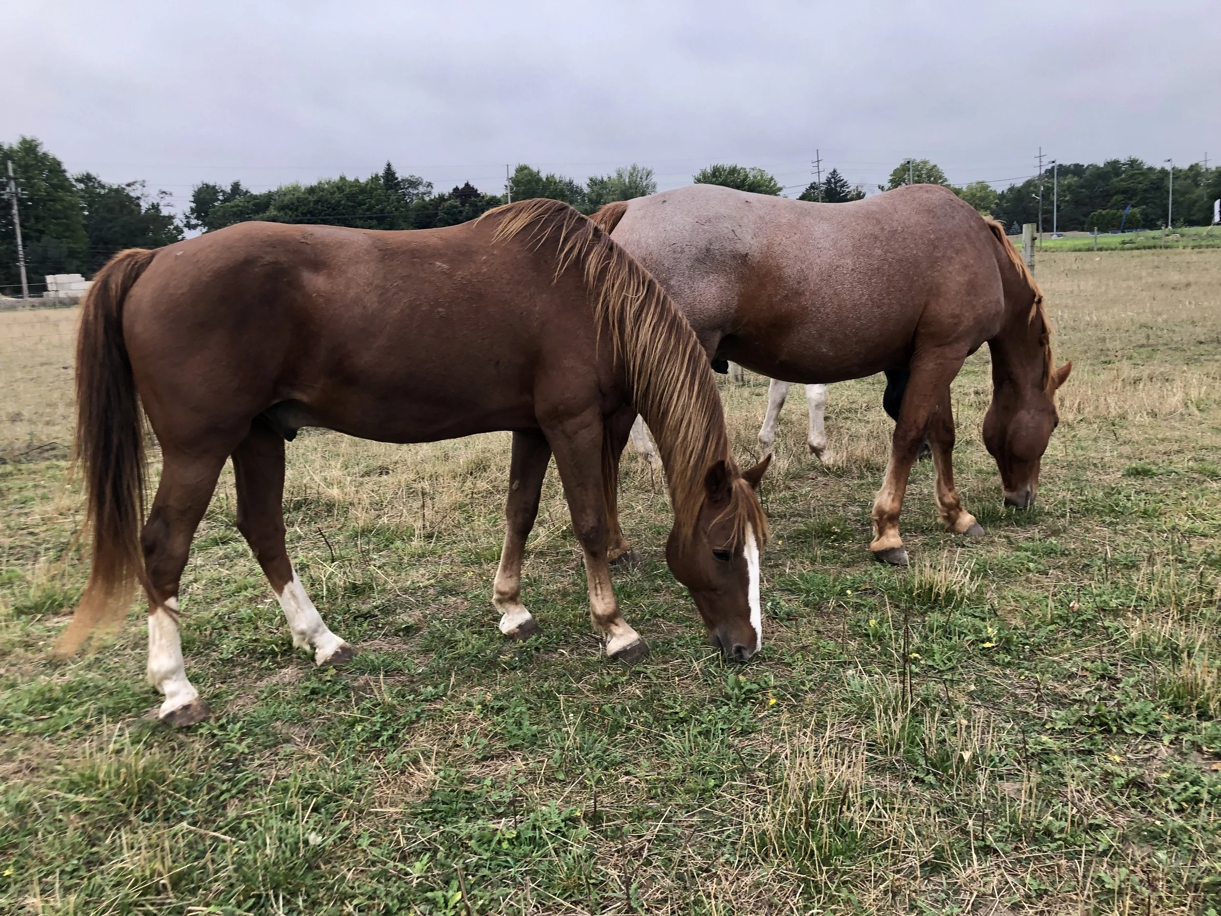 Herding — Bowers Farm