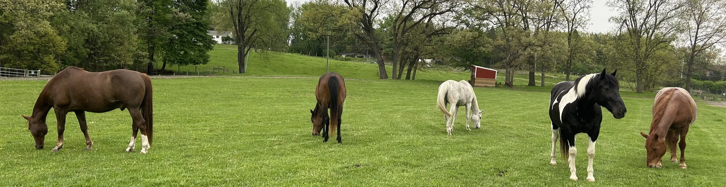 Equine Programs — Bowers Farm
