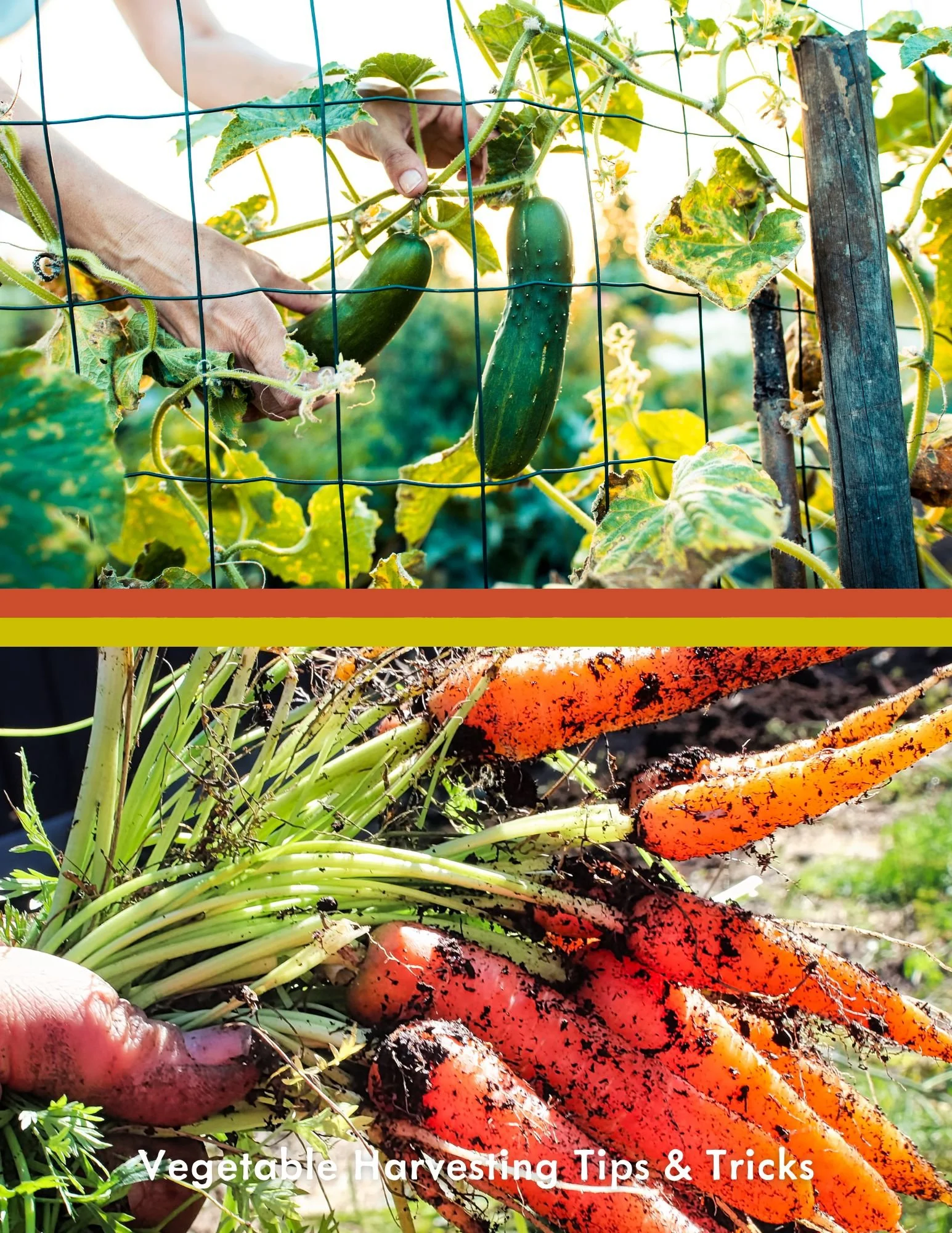 Gardening Workshop: Vegetable Harvesting Tips & Tricks — Bowers Farm