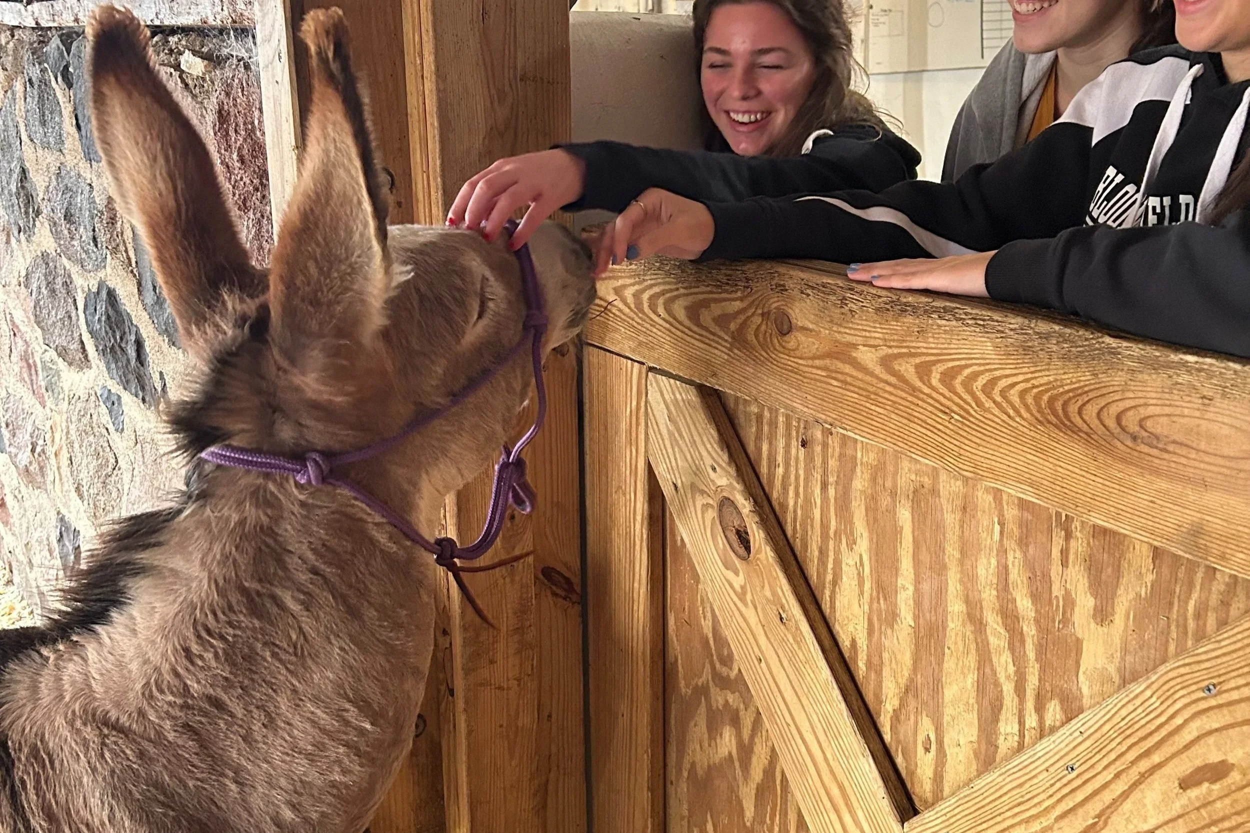 What To Do in the Summer — Bowers Farm