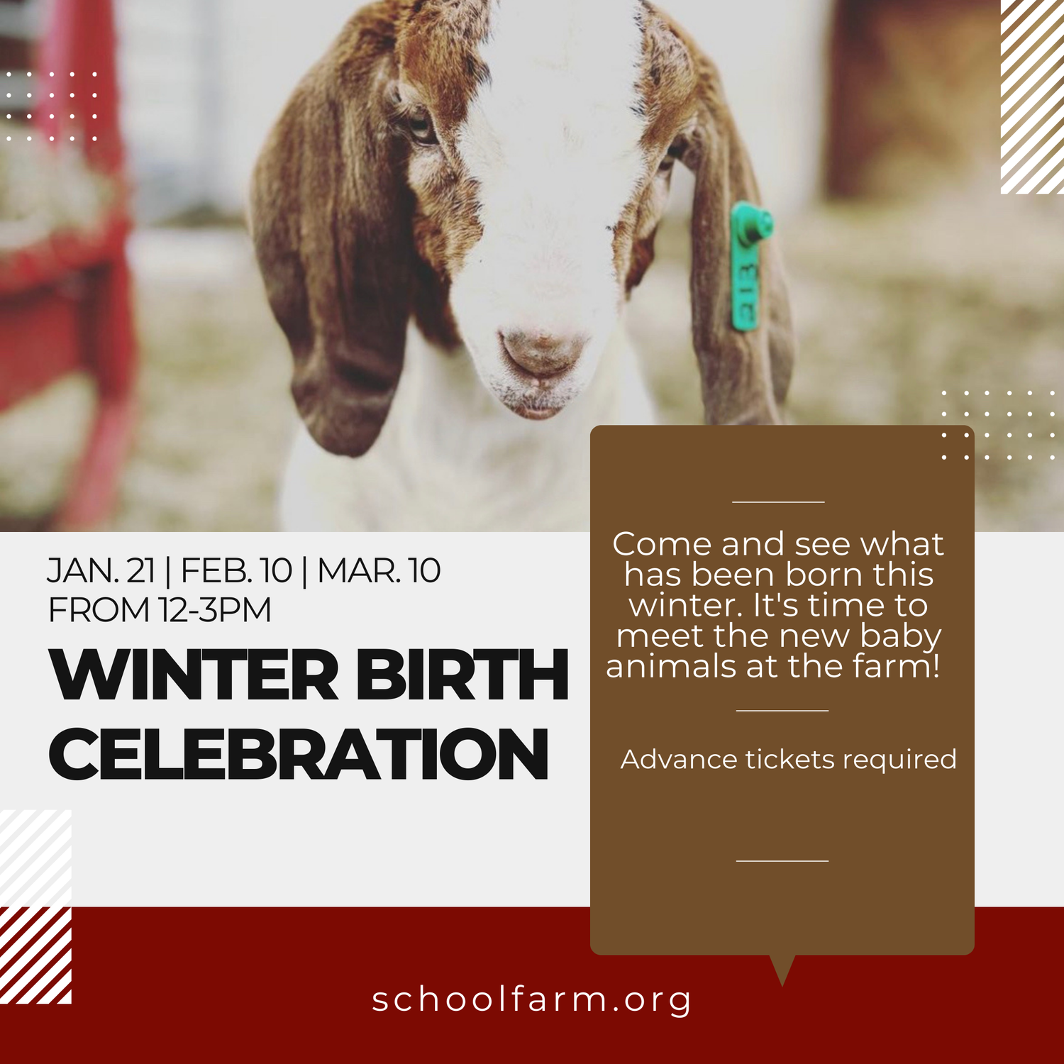 Winter Birth Celebration — Bowers Farm