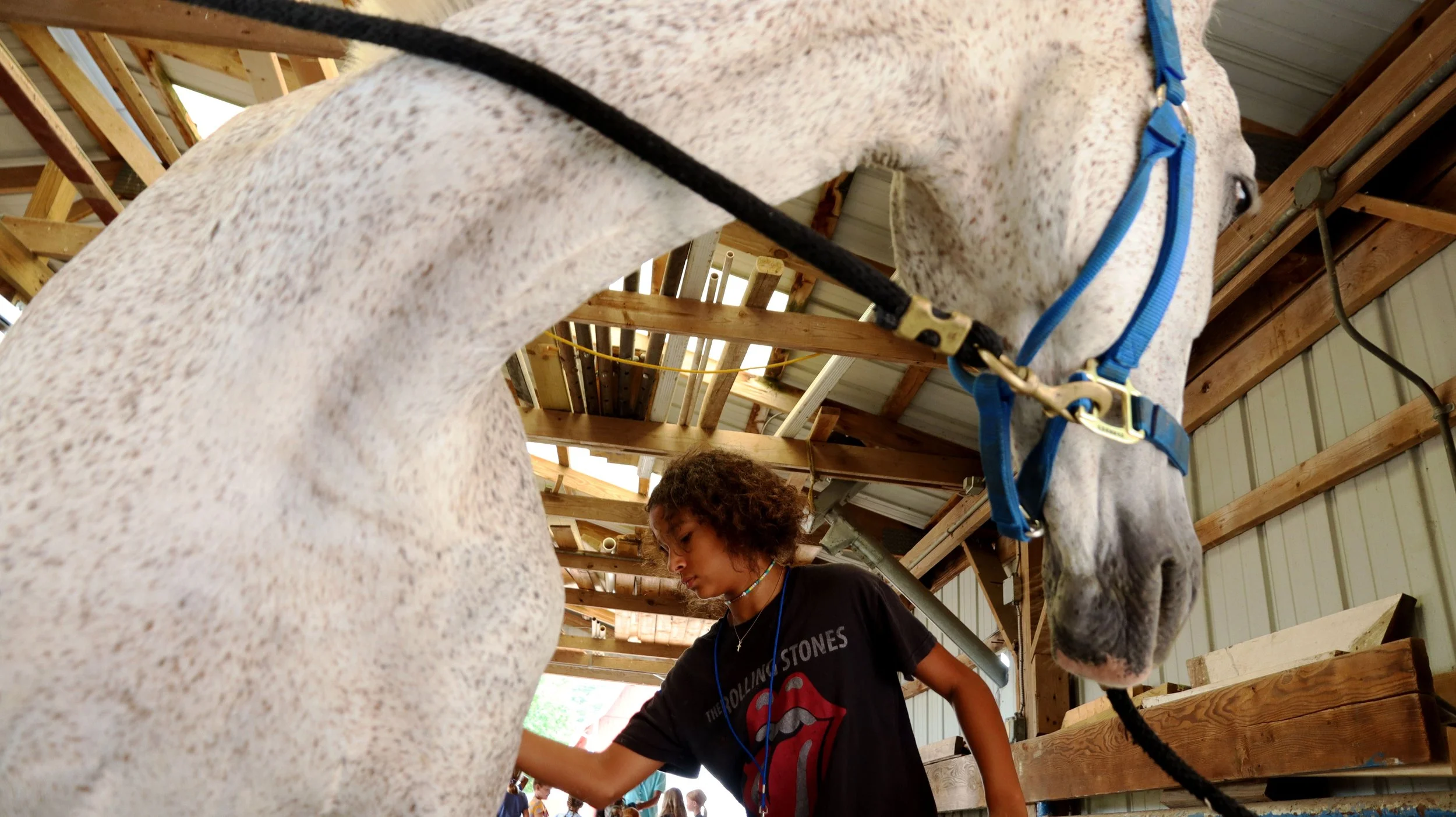 Hold Your Horses series (age 11-14 yr) — Bowers Farm