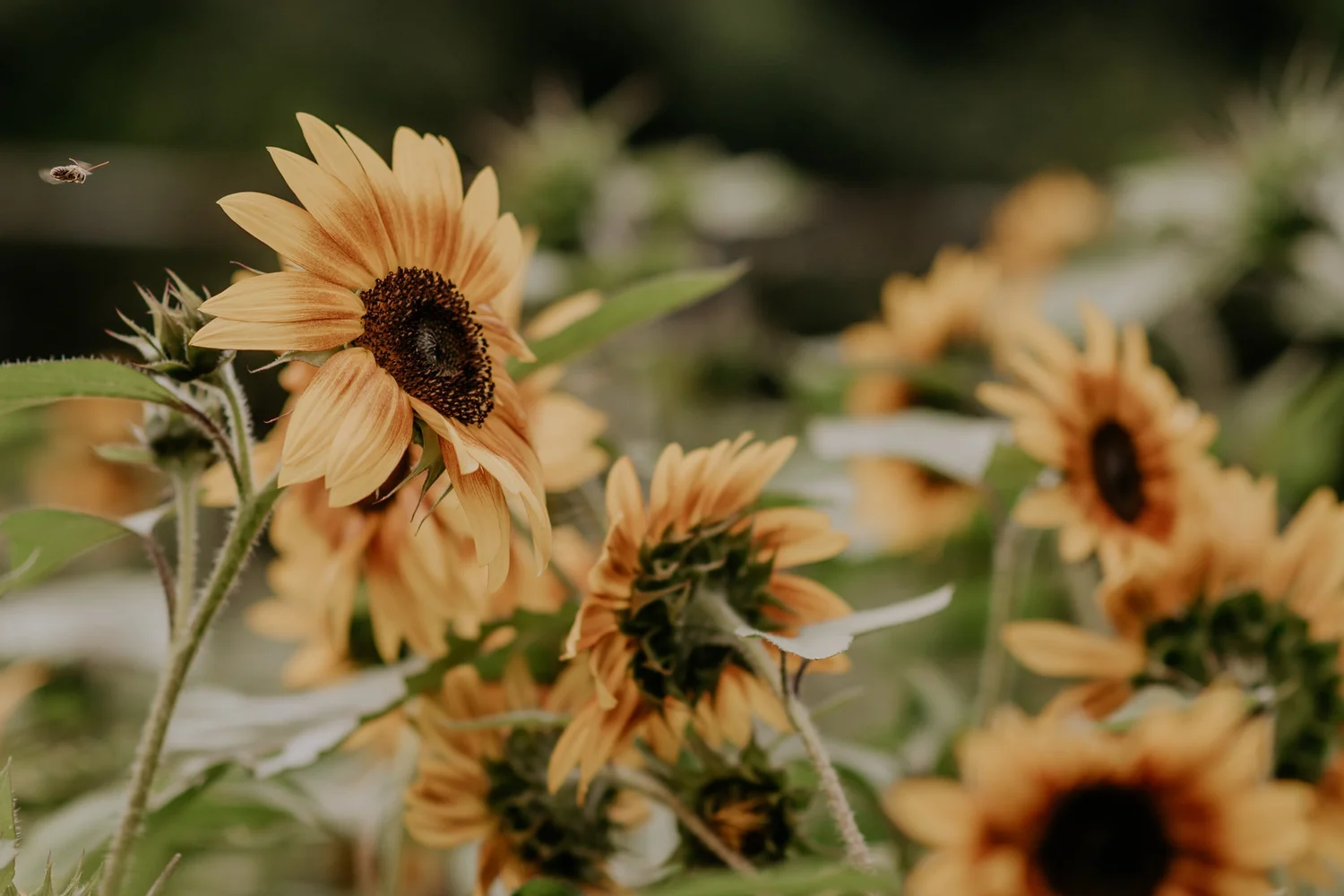 What To Do In the Spring — Bowers Farm