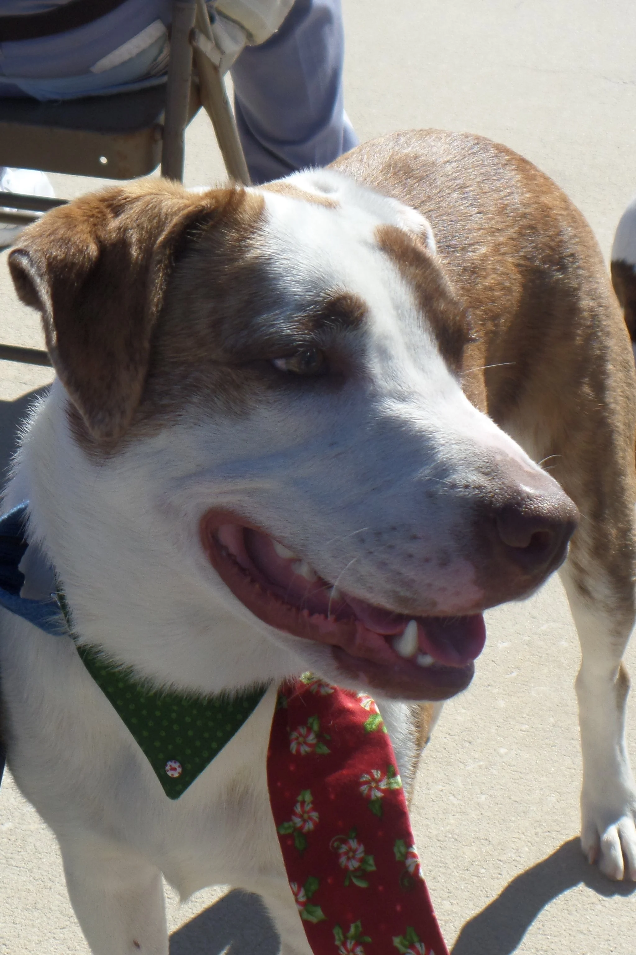 HCI 2022 Jan — Greyhound Advancement Center