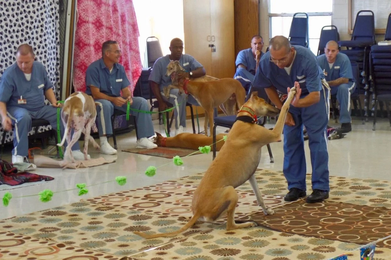 Trainers tips and tricks — Greyhound Advancement Center