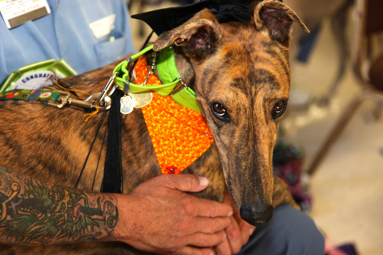 Greyhound Advancement Center