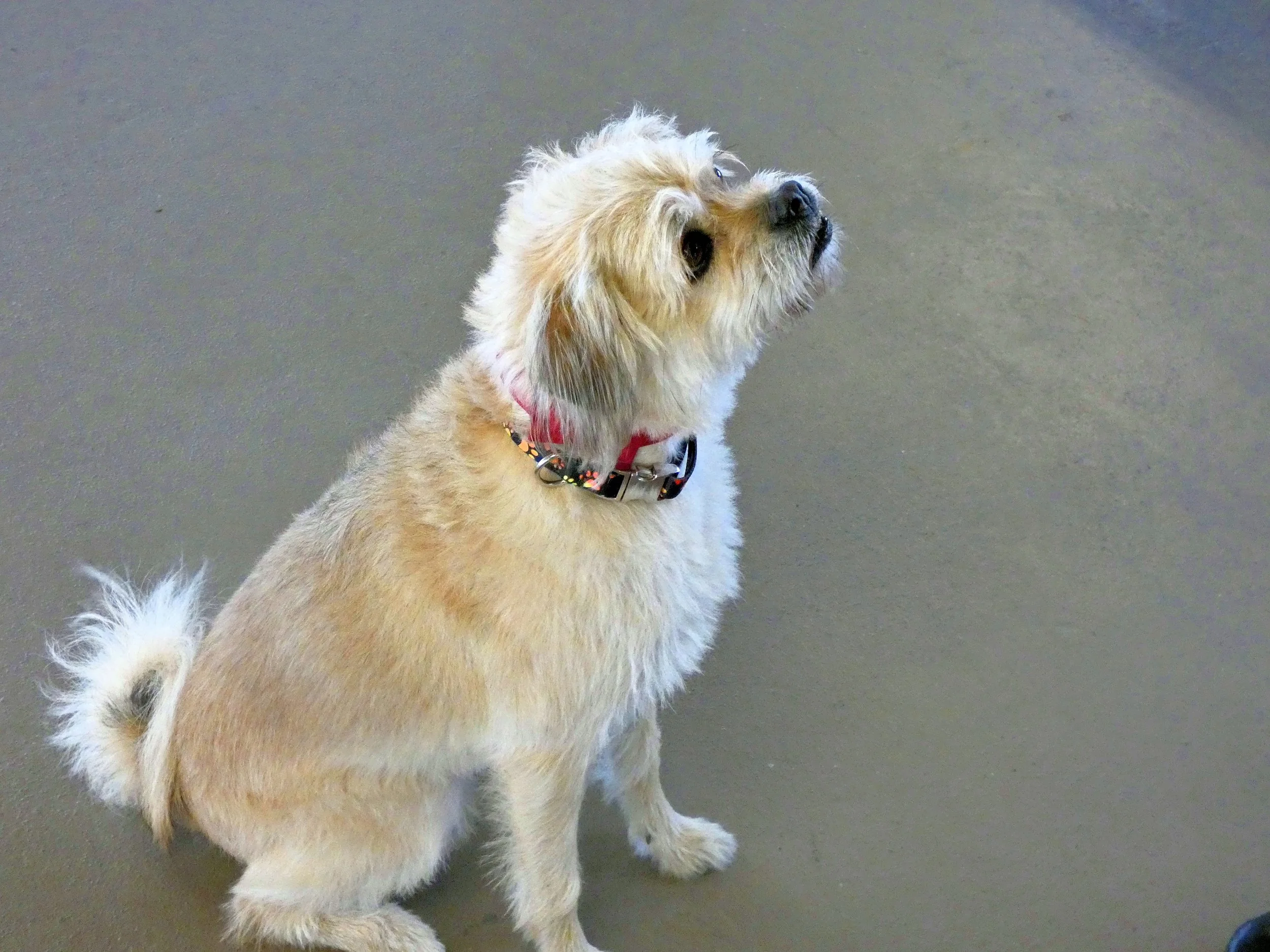 CFRC 2022 Nov. — Greyhound Advancement Center