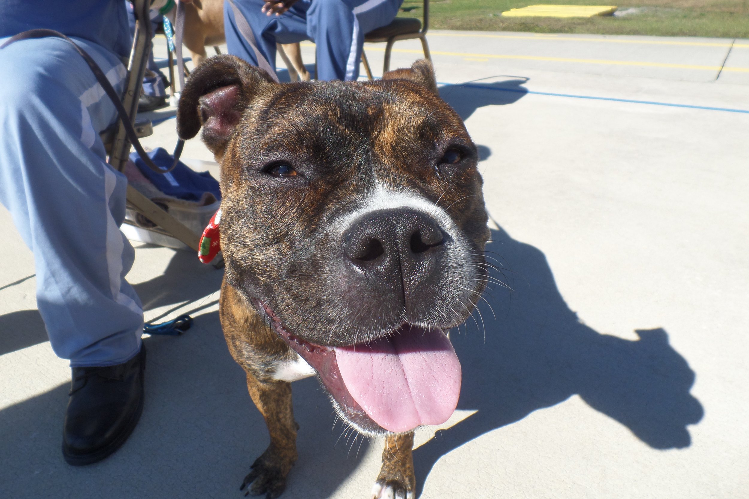 HCI 2022 Jan — Greyhound Advancement Center