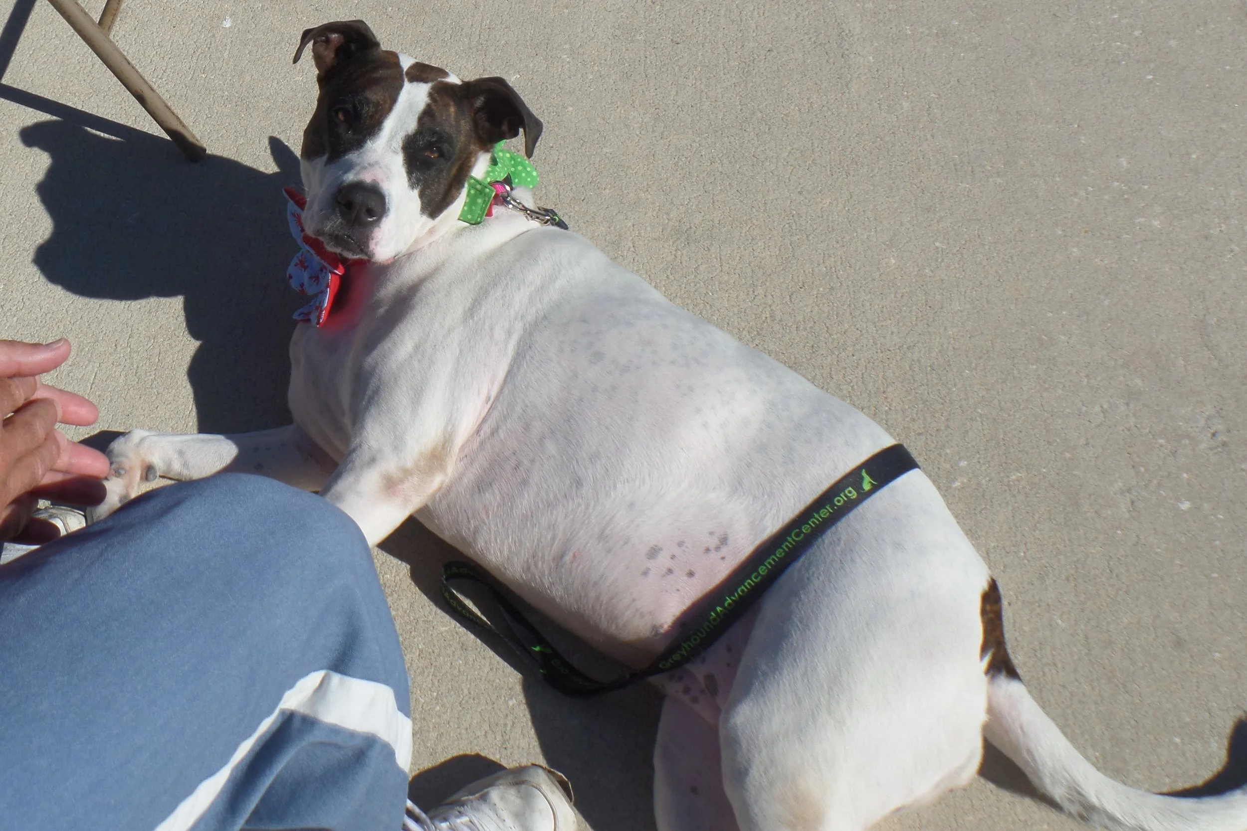 HCI 2022 Jan — Greyhound Advancement Center