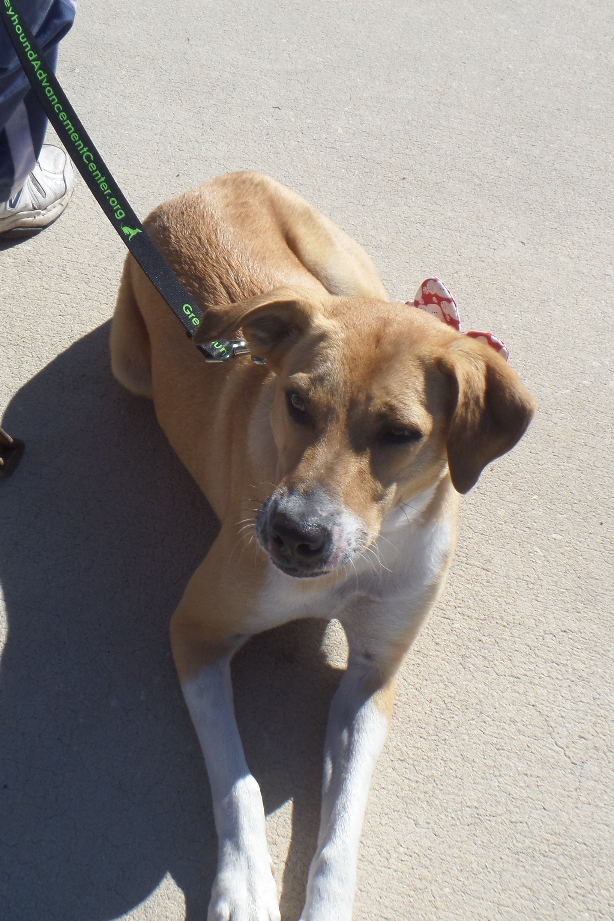 HCI 2022 Jan — Greyhound Advancement Center