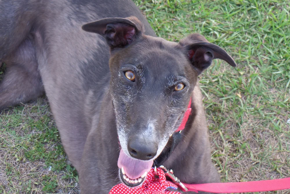 HCI 2022 May — Greyhound Advancement Center