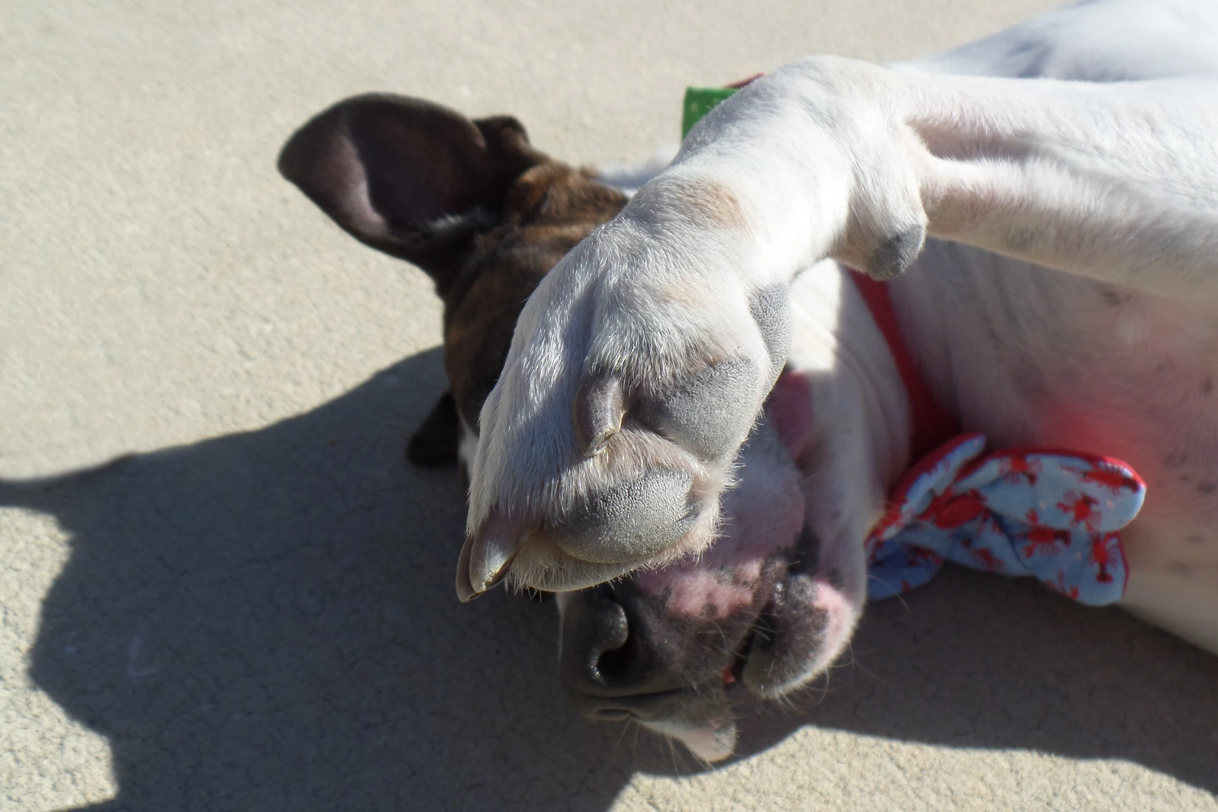 HCI 2022 Jan — Greyhound Advancement Center