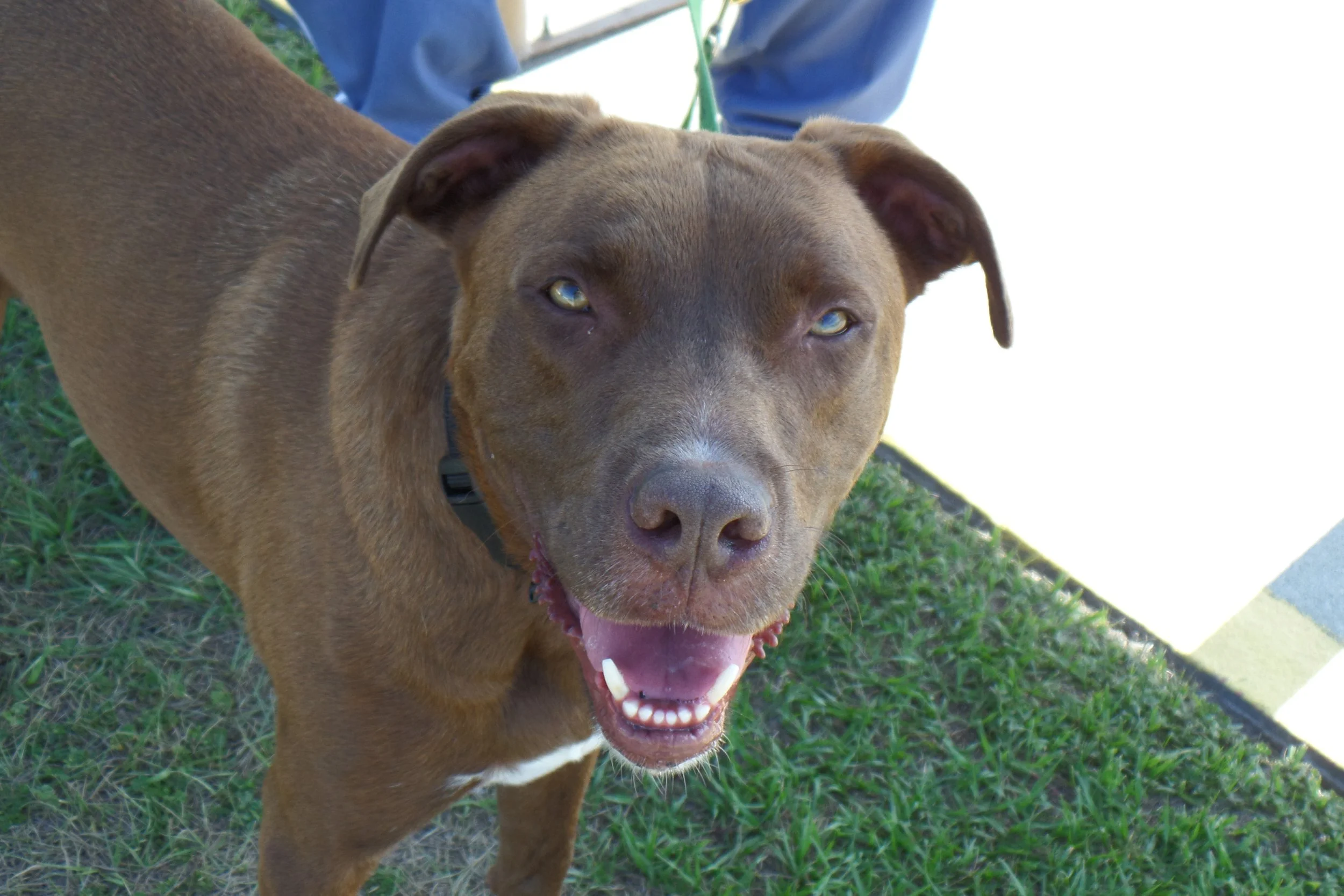 HCI 2022 May — Greyhound Advancement Center