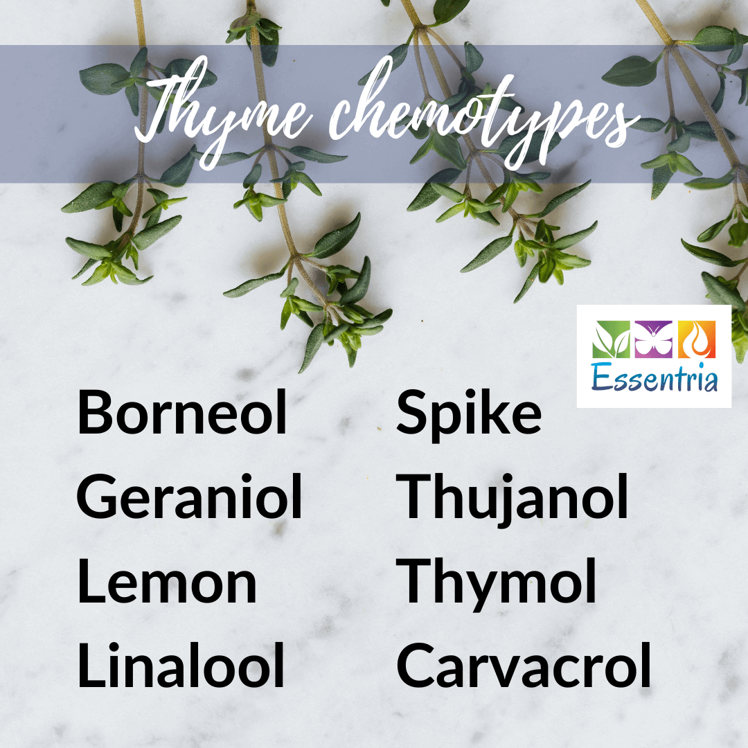 Thyme Essential Oil - A Chemotype Guide You'll Love and Use — Essentria ...