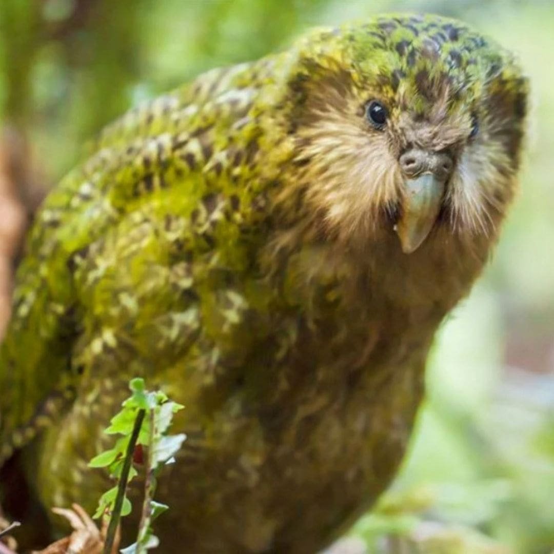 Organic Matters Blog | Latest News and Insights on Organic — BioGro NZ