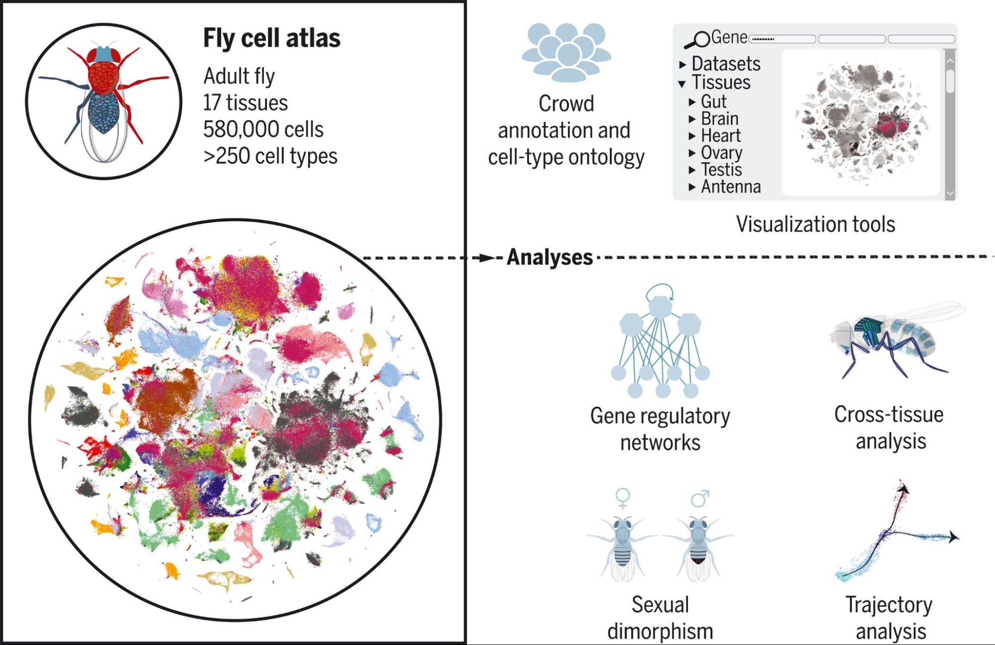 The Human Cell Atlas and Beyond: An Introduction to Single-Cell Data ...