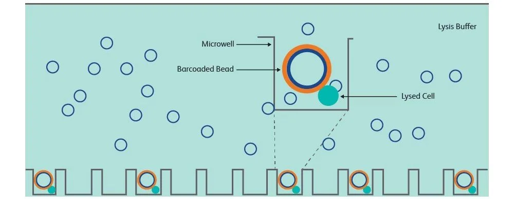 Cellenics® accepts files generated by the BD Rhapsody™ technology for ...