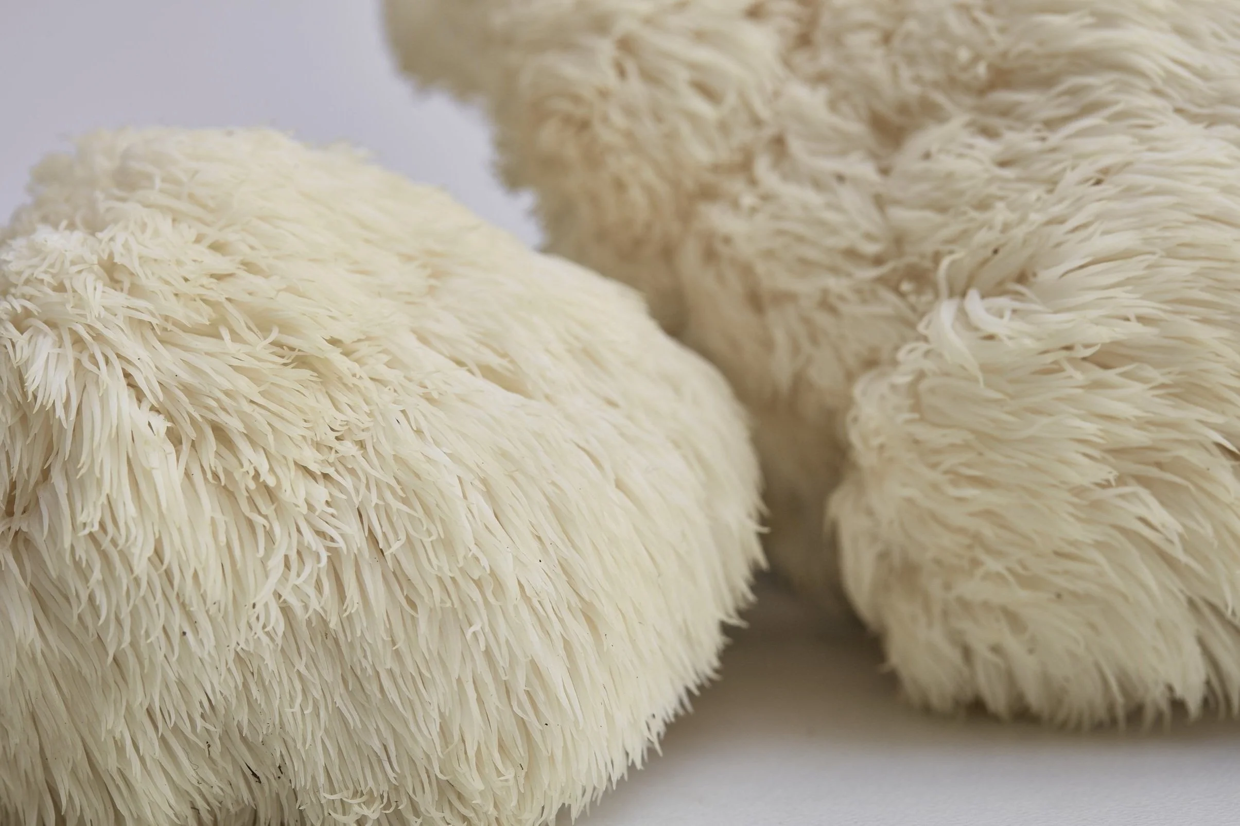 Lion’s Mane (Hericium erinaceus) — RI Mushroom Co.