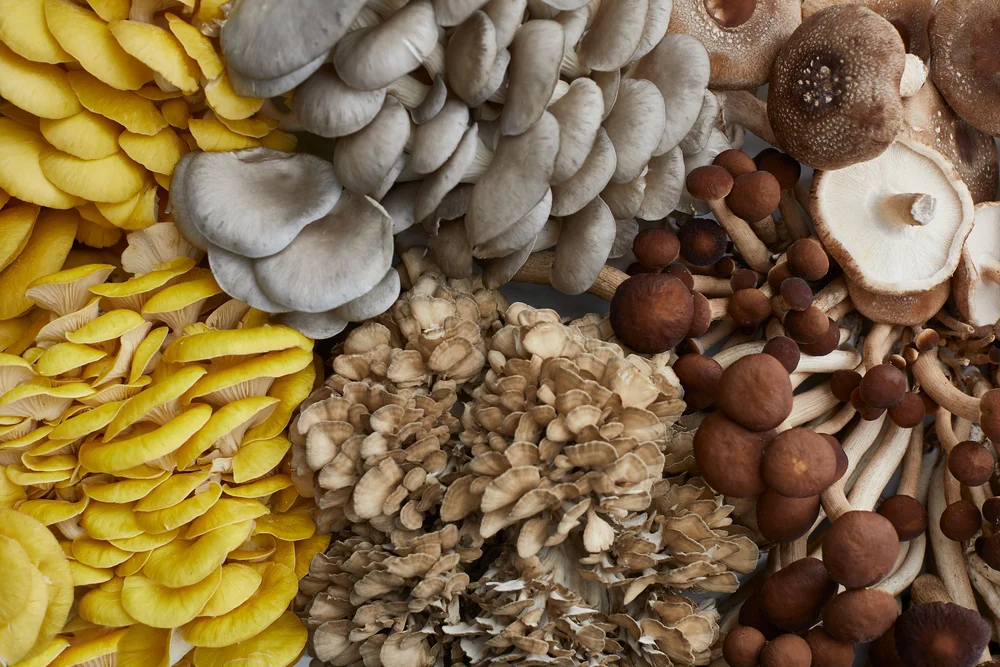 Chef's Mix — RI Mushroom Co.