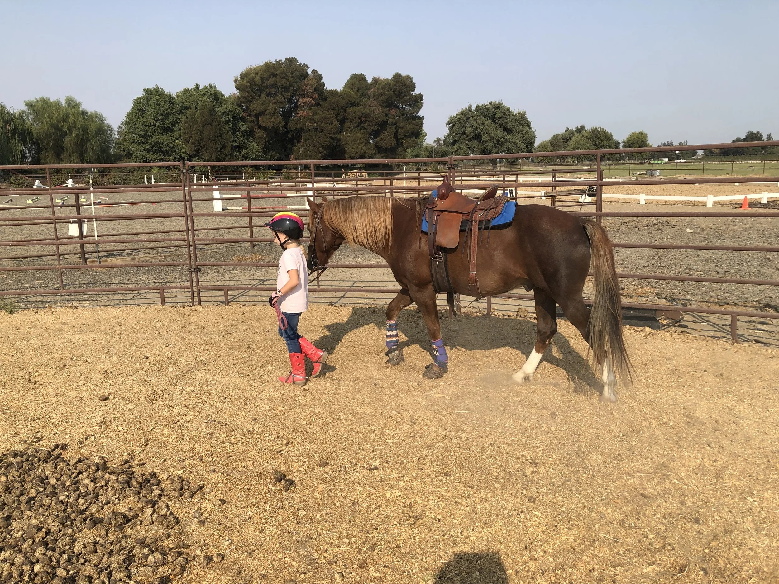 Horses/Youth Gallery — Victoria House Sporthorses (VHS)