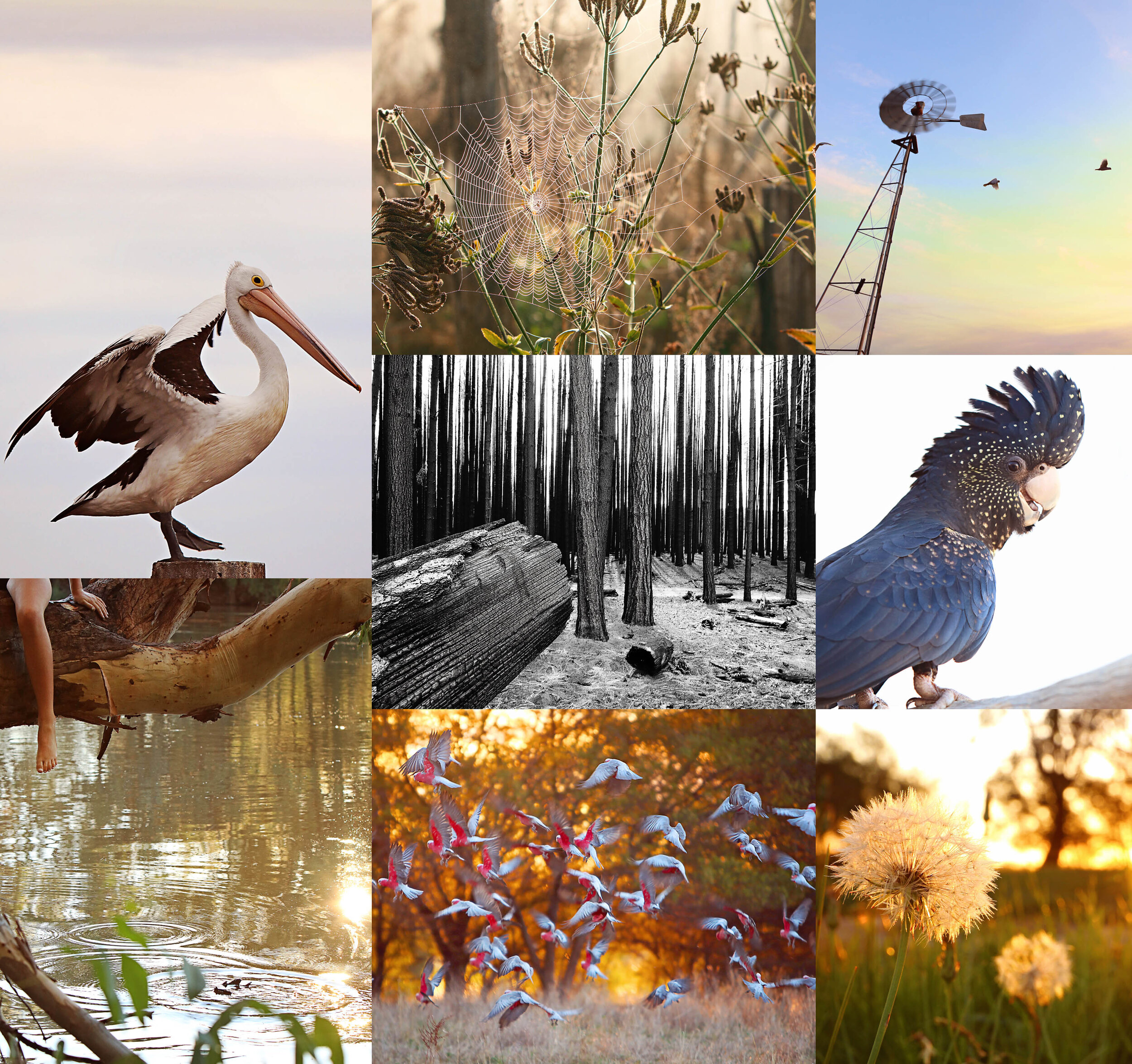 Exhibitions The Curious Rabbit Wagga — The Curious Rabbit