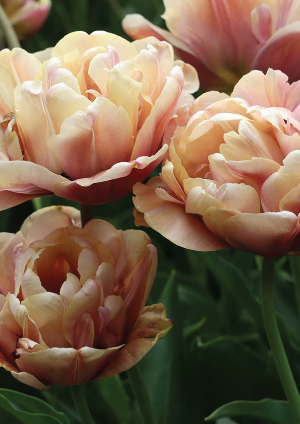 Store | Studio Pollyanna Landscape Design