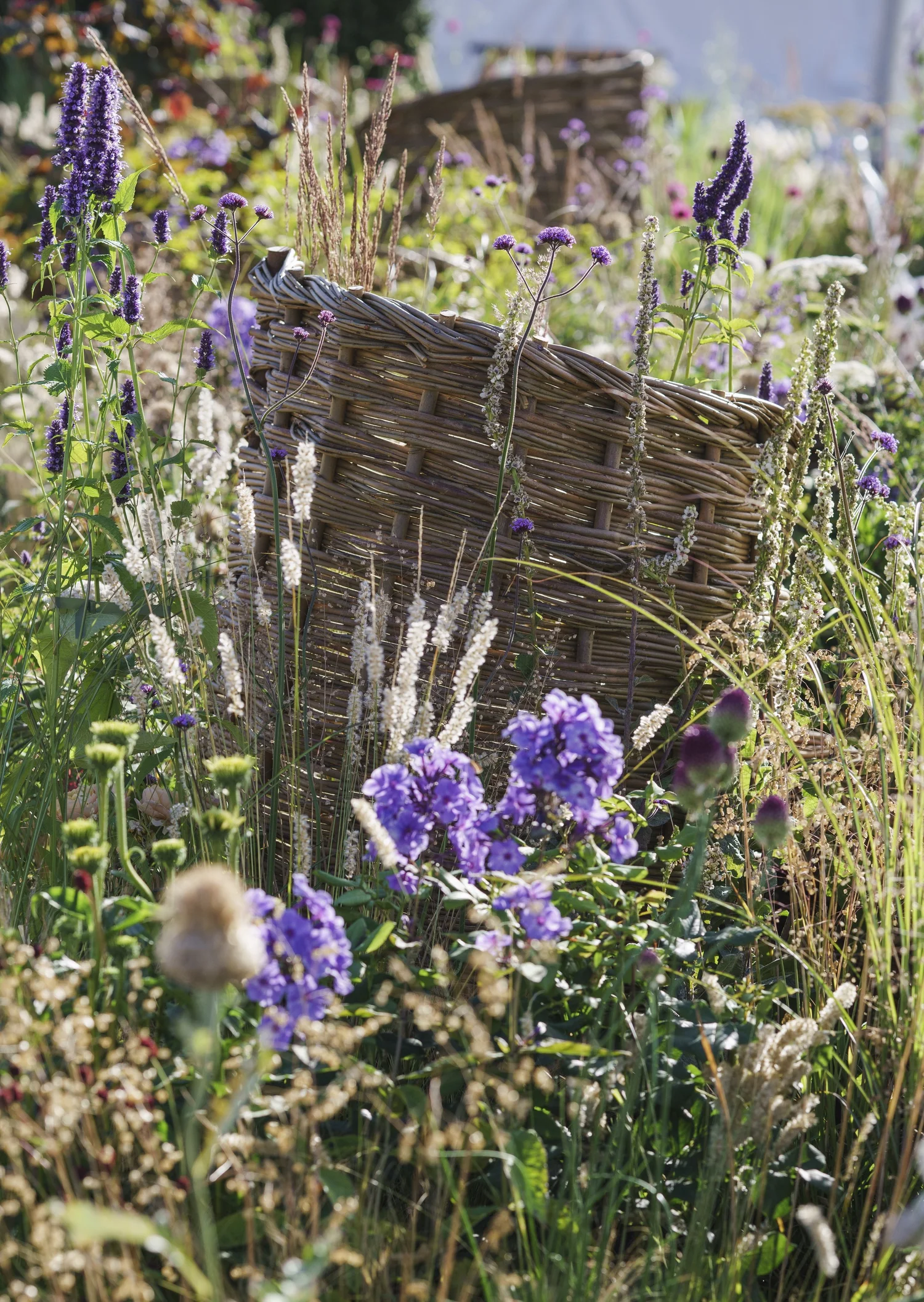 RHS Hampton Court- Contemporary Rose Meadow | Studio Pollyanna ...