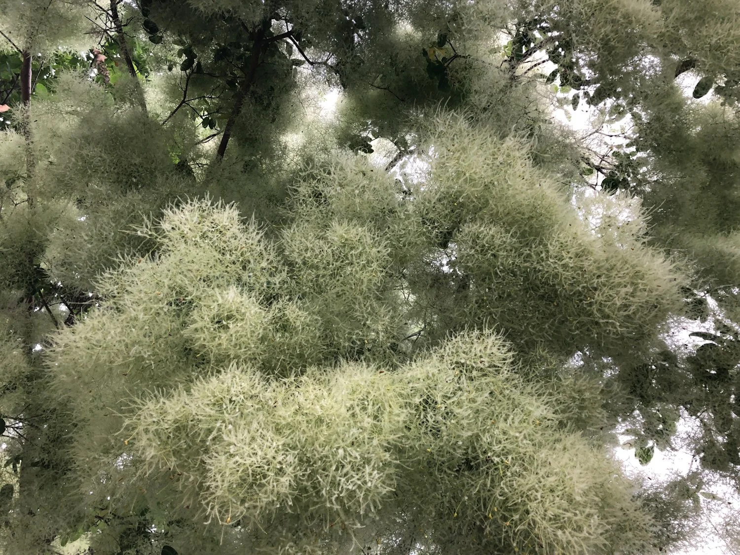 cloud-tree — lee . lee . moss