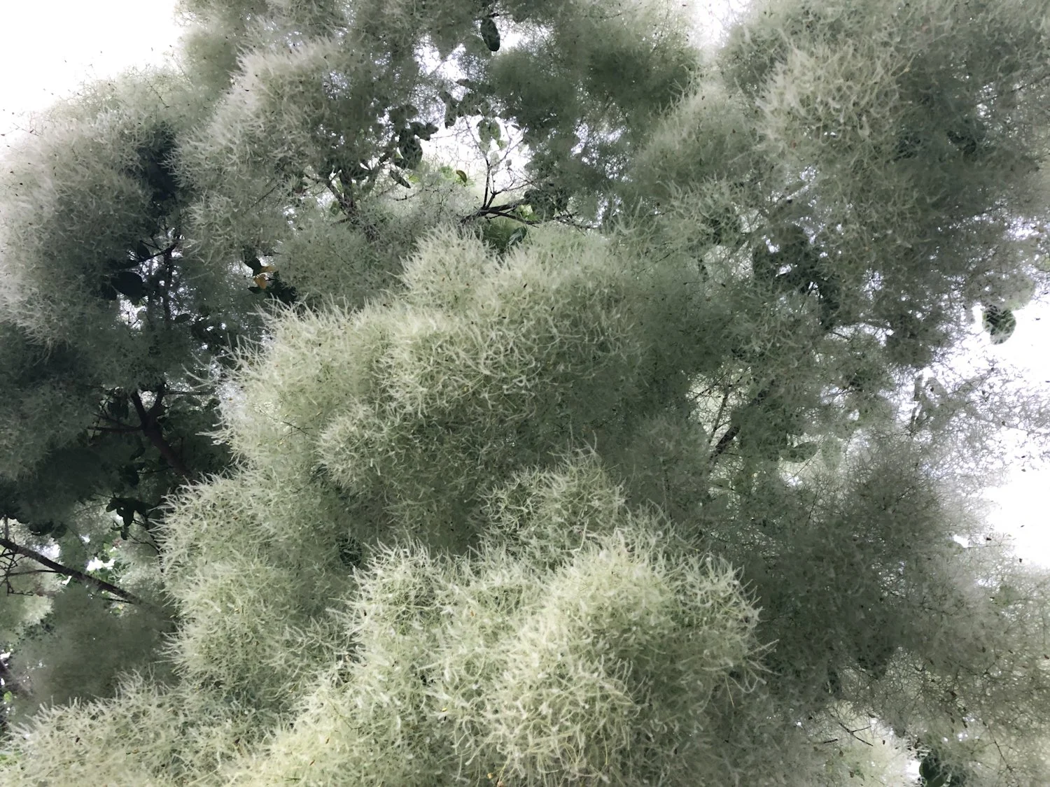 cloud-tree — lee . lee . moss