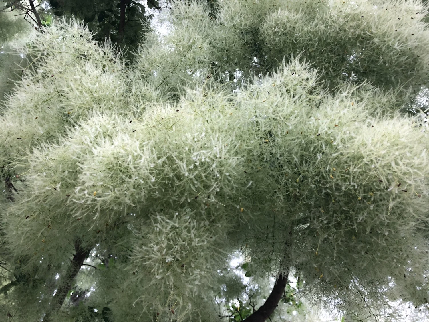 cloud-tree — lee . lee . moss