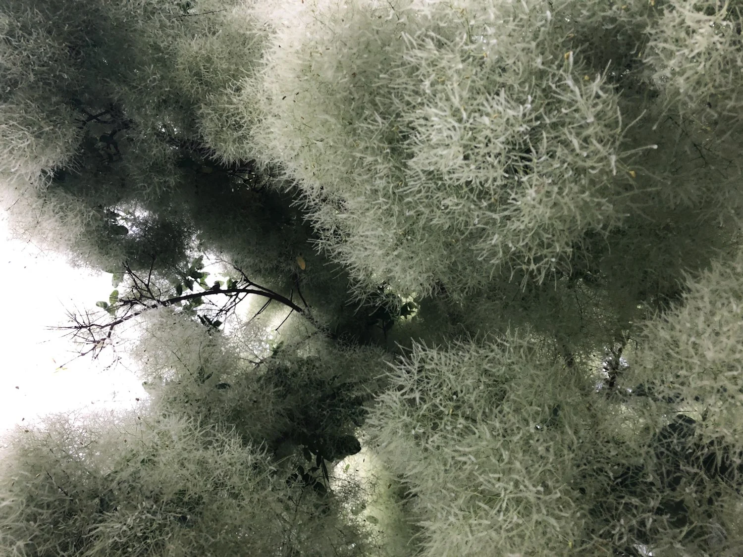 cloud-tree — lee . lee . moss