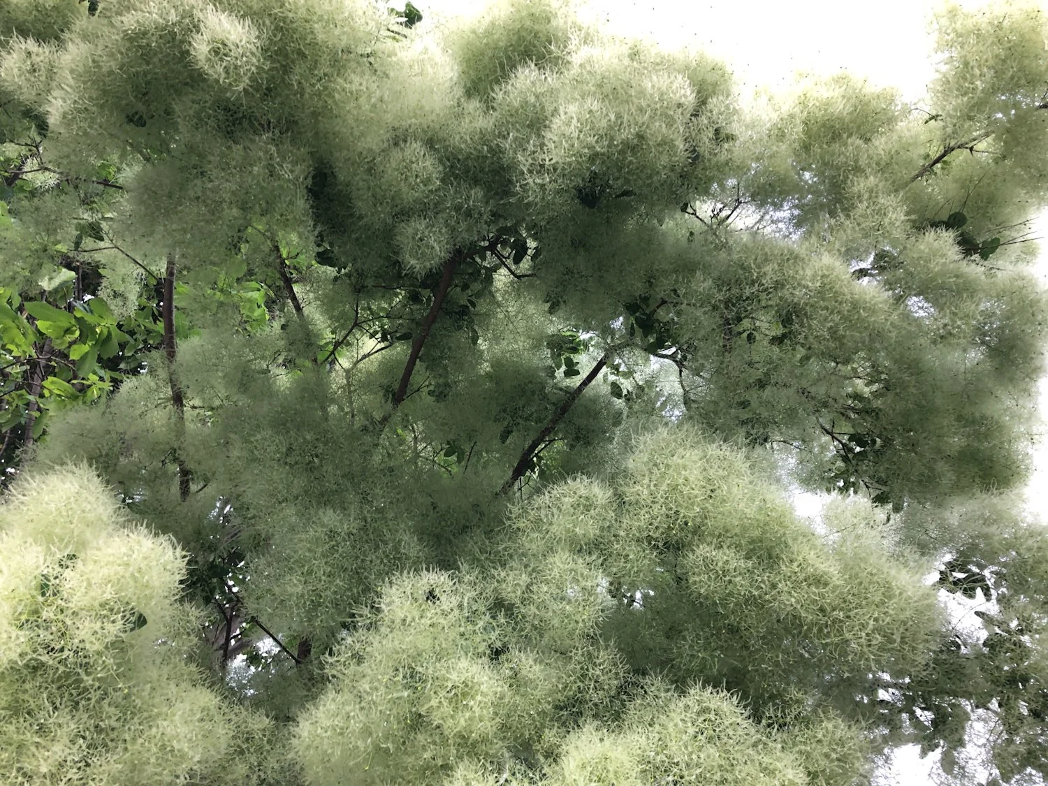 cloud-tree — lee . lee . moss