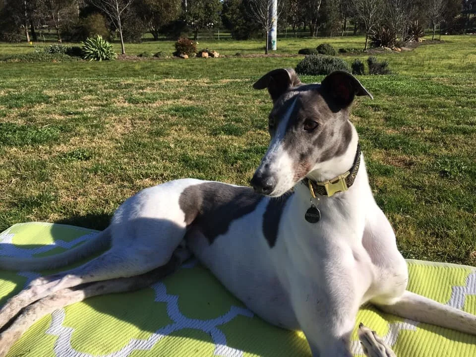 Greyhound Blog — Amazing Greys