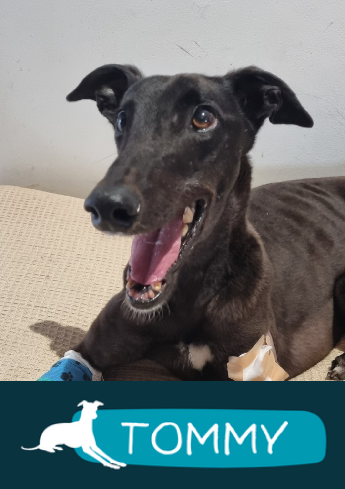 Adopt a greyhound — Amazing Greys