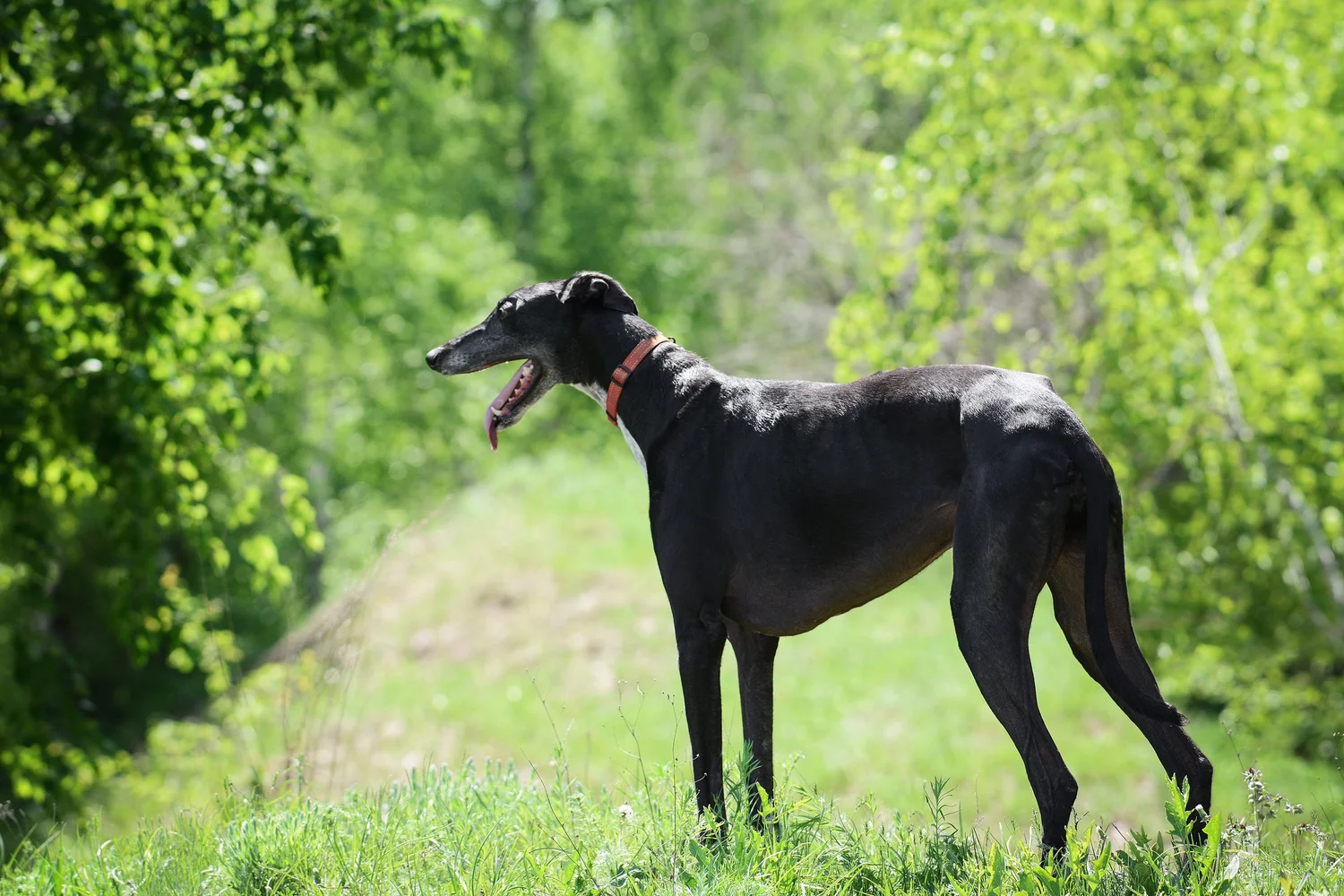 Amazing Greys | Support Greyhound Adoption Today