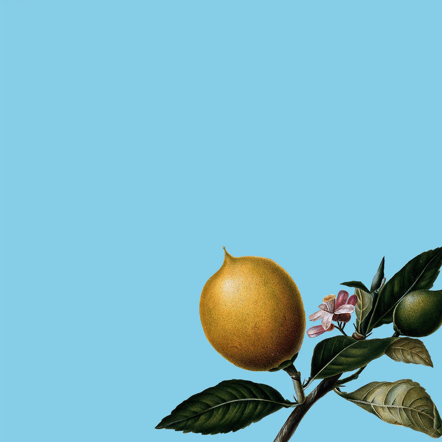 Kate Sessions Commitment