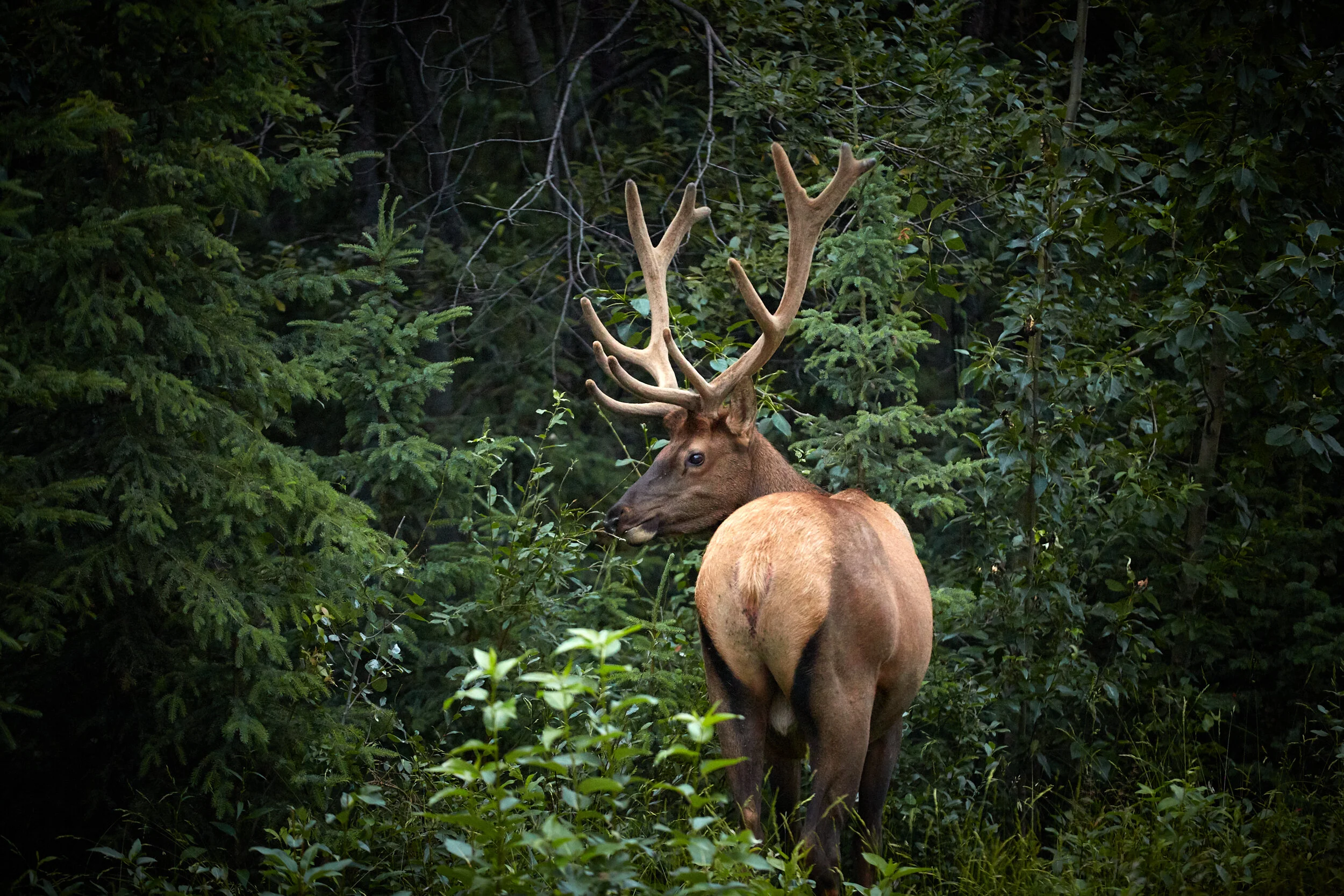 Jasper — Trevor Pearson