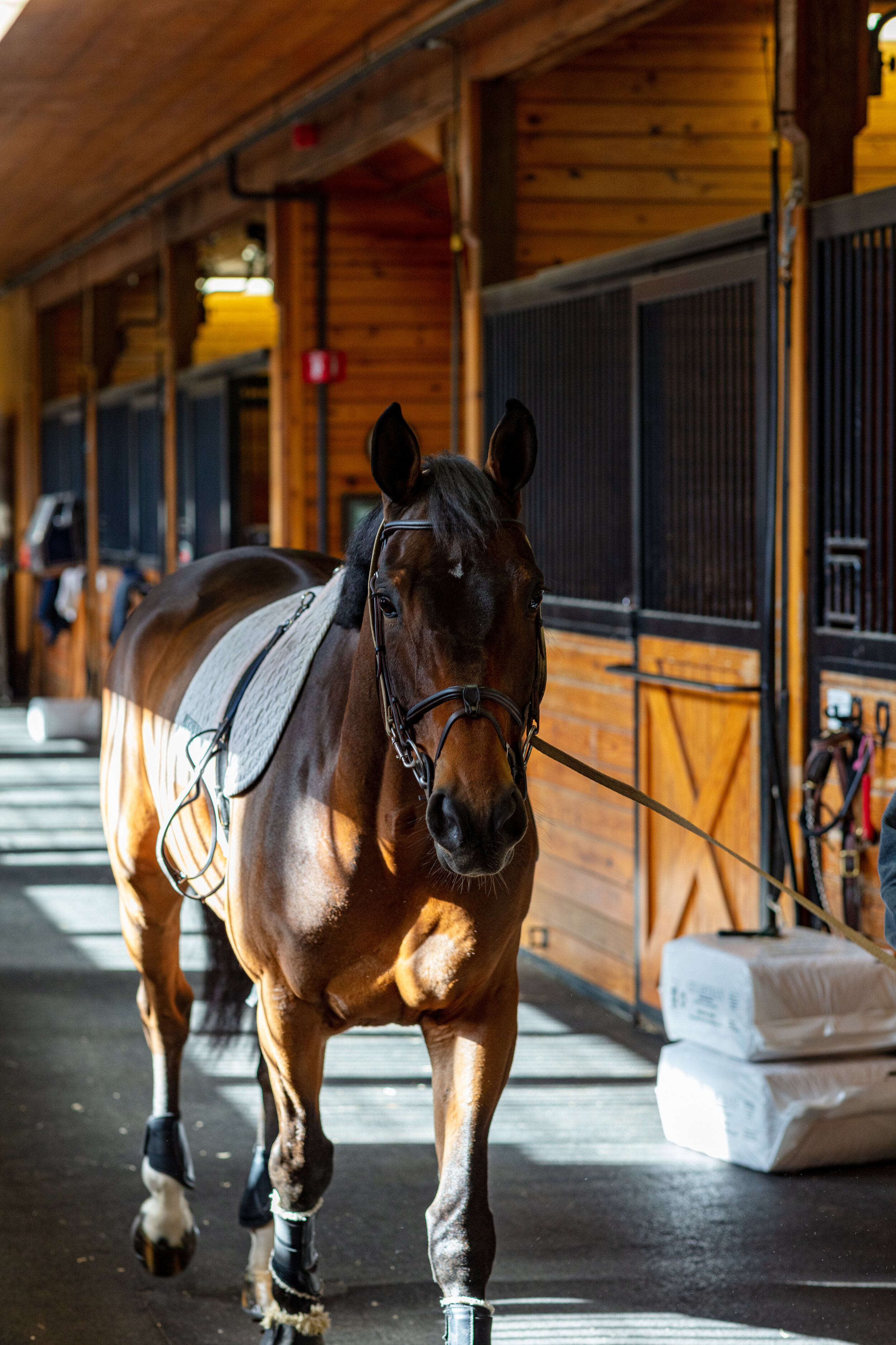 Windsor Show Stables | Commercial Interior Design — Kellie Burke Interiors