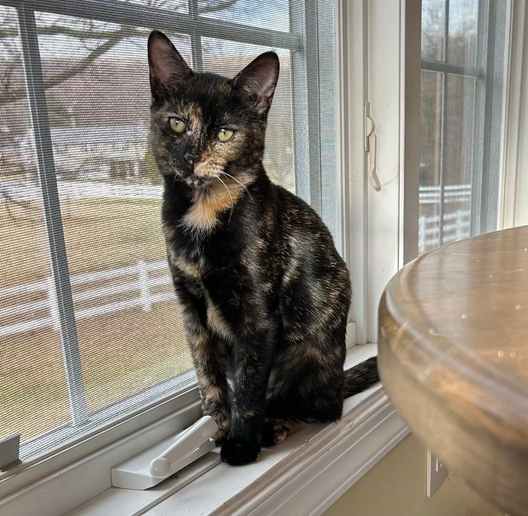 Cats for Adoption — Calla's Critter Rescue