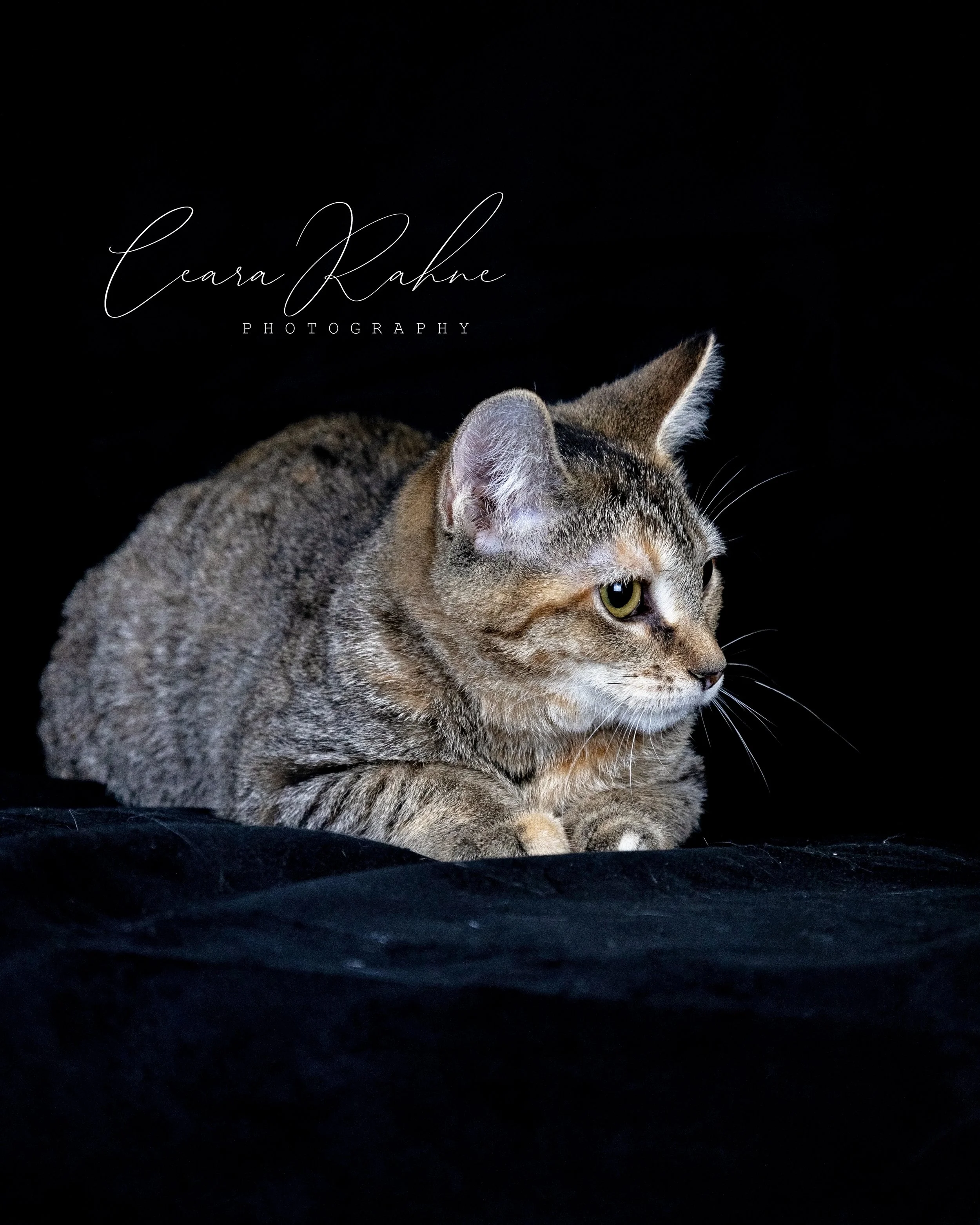 Cats for Adoption — Calla's Critter Rescue